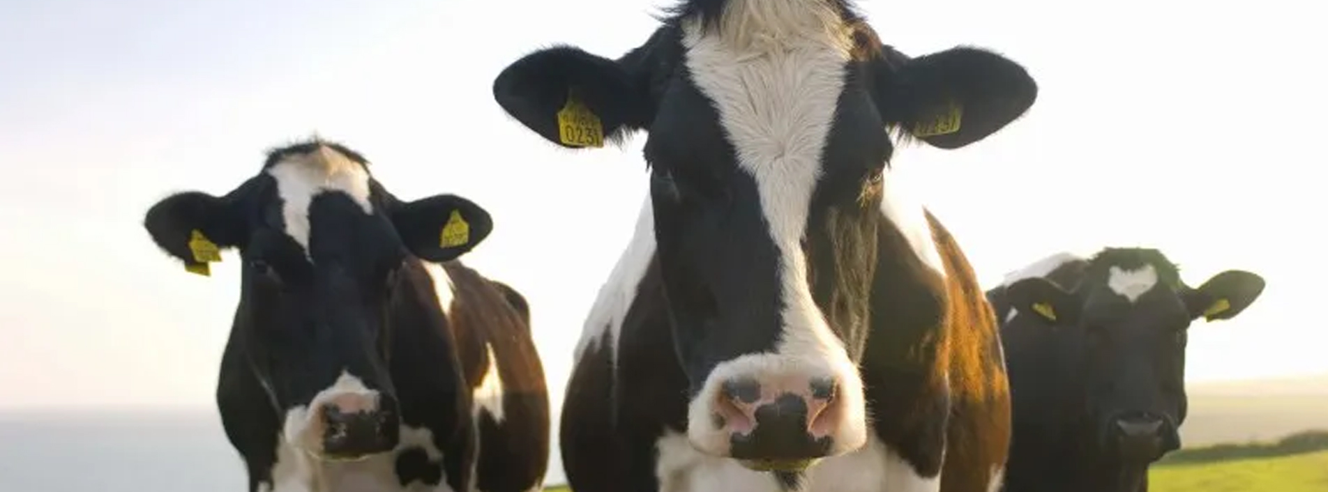 Xinye RFID Solutions - Transforming Industries with Innovation